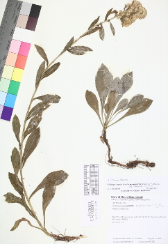 AUNE Herbarium | Solidago simplex var. monticola